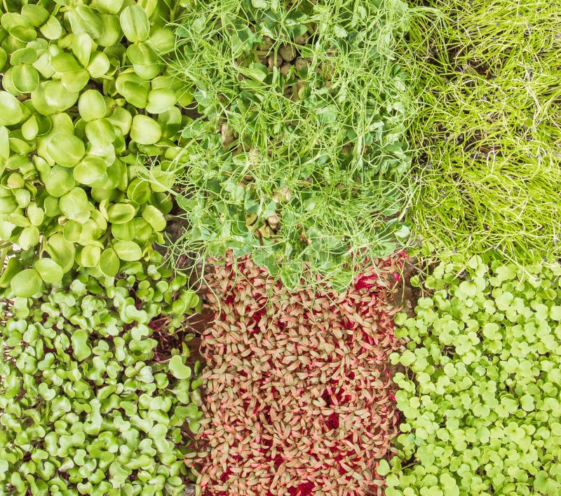 Growing Microgreens. Home Mini Garden Stock Image - Image of young ...