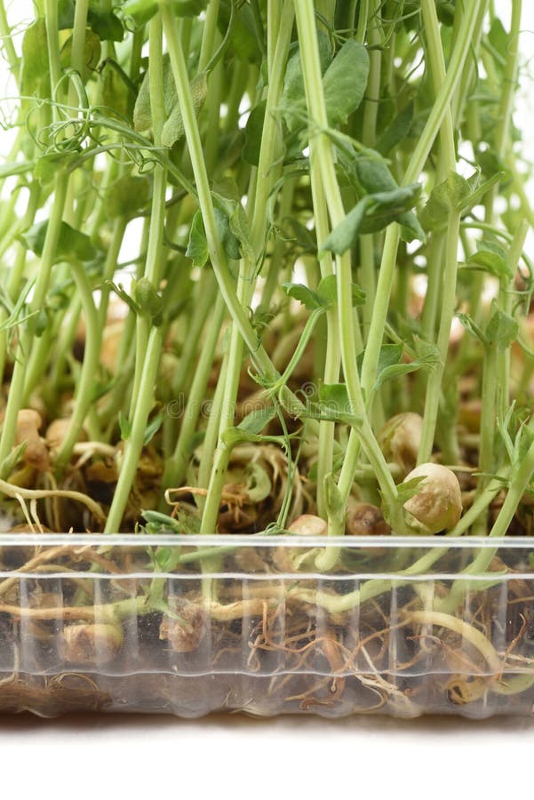 Pea Tendril Microgreens Photos - Free & Royalty-Free Stock Photos from ...