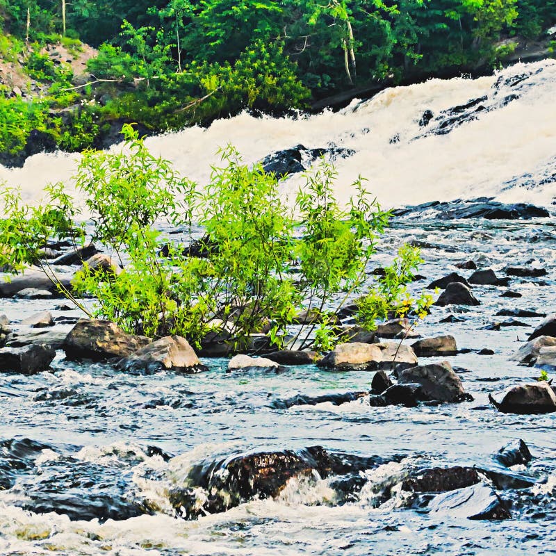 Growing in the Middle of the River Stock Photo - Image of road, wilderness: 374283660