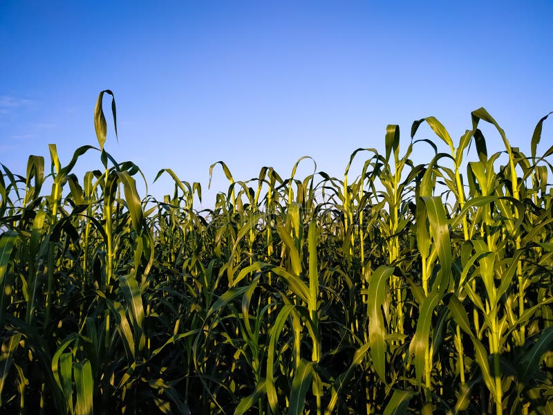 Growing Millet Plants on a Blue Background Stock Photo - Image of ...