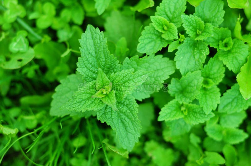 Growing mint stock photo. Image of green, pennyroyal - 10061386