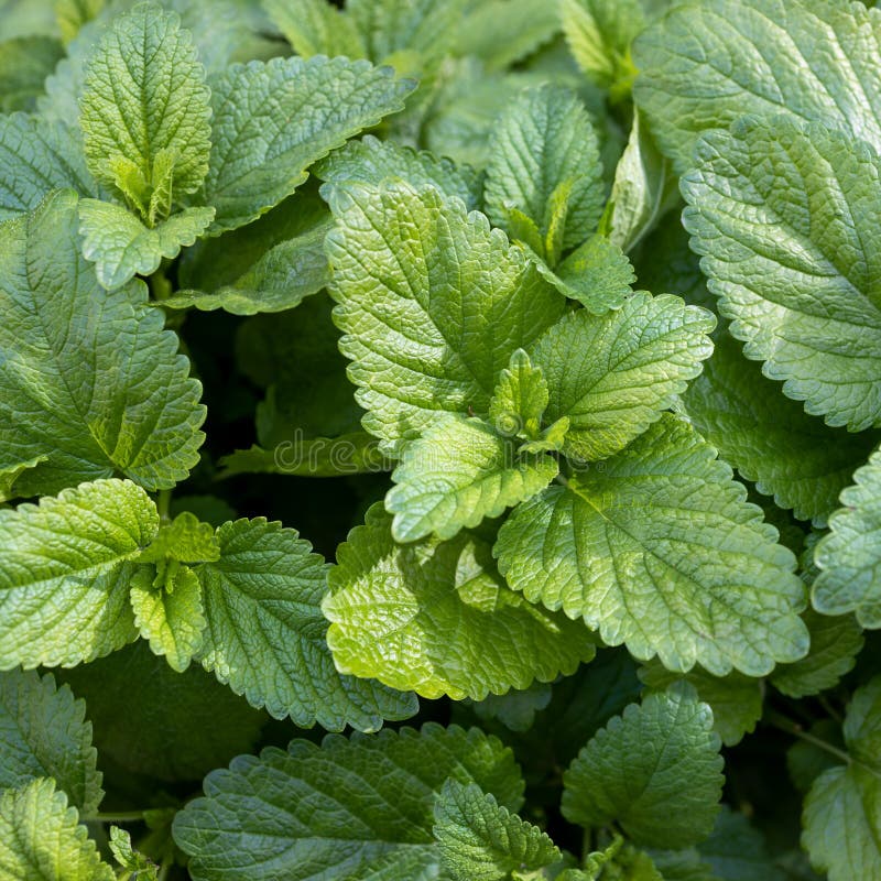 Growing Mint Close-up, Green Foliage Background, Square Frame. Stock ...