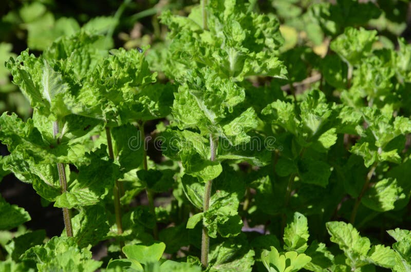 Growing Mint Curly Creates a Fragrant Atmosphere Around. Stock Image ...