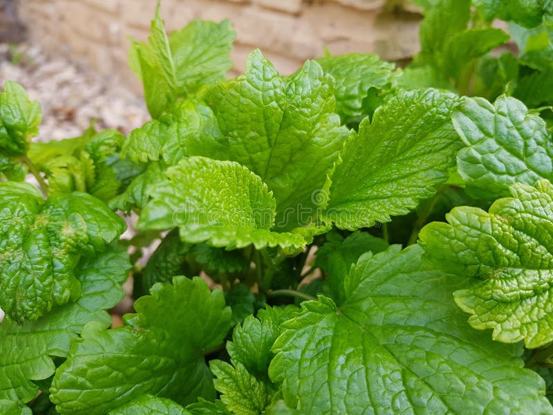 Growing Mint Plant in the Garden with Full Frame Stock Photo - Image of ...