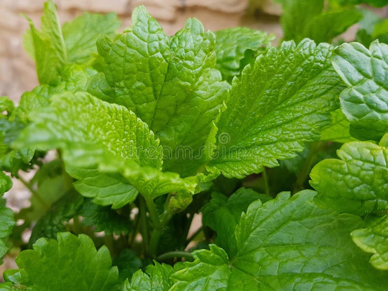 Growing Mint Plant in the Garden with Full Frame Stock Photo - Image of ...