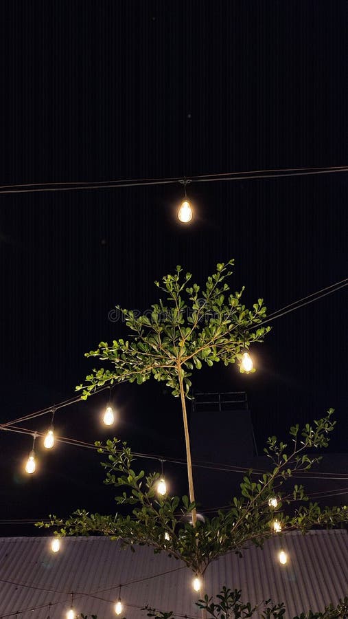 The Miracle Tree Moringa Leaves in a Cup Dark Light Isolated Photo ...