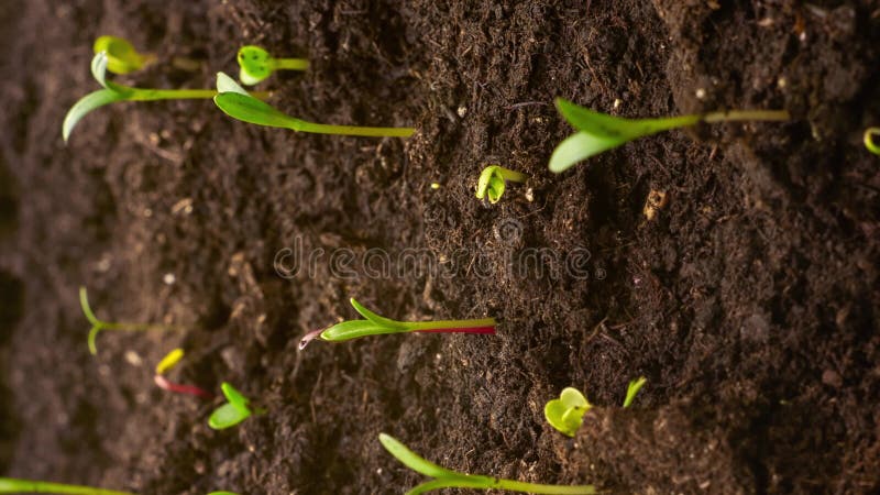 Growing Mixed Different Plants Macro Time Lapse. Vertical Shoot Stock ...