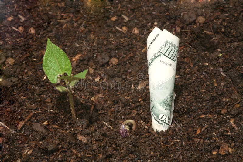 Growing Money (High Resolution File) Stock Image - Image of money ...