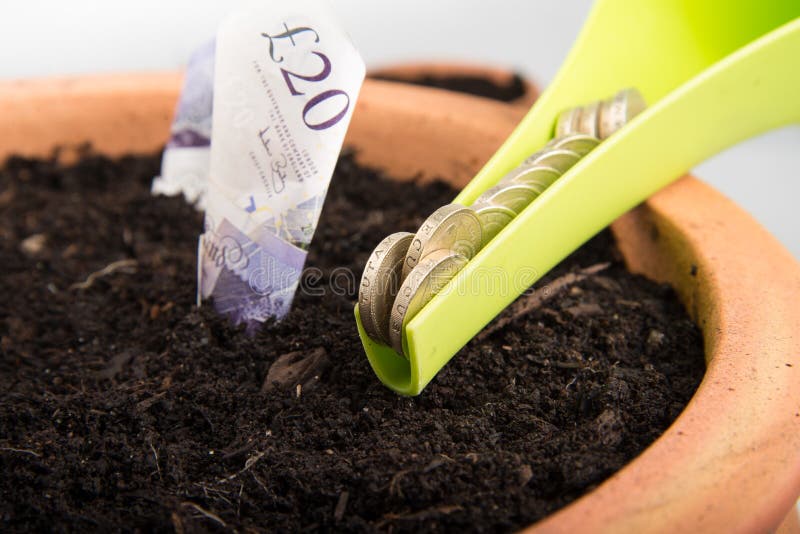 Growing money in pot editorial photo. Image of gardening - 43218331