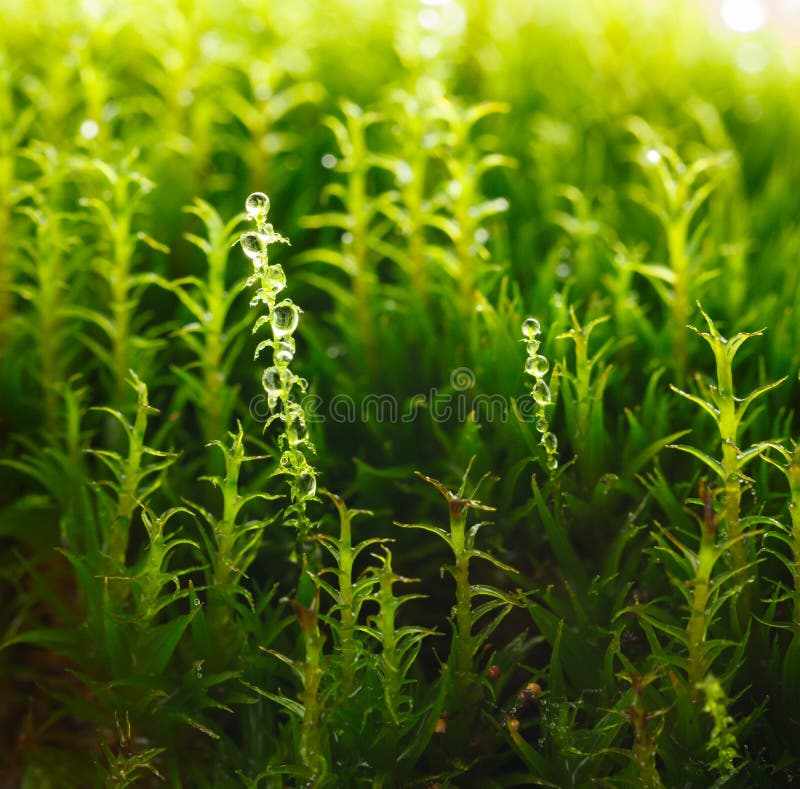 Growing moss and dew stock photo. Image of dewdrop, leaf - 108641678