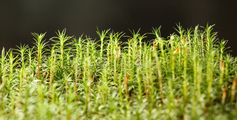 Growing moss stock image. Image of plant, angle, macro - 95435995