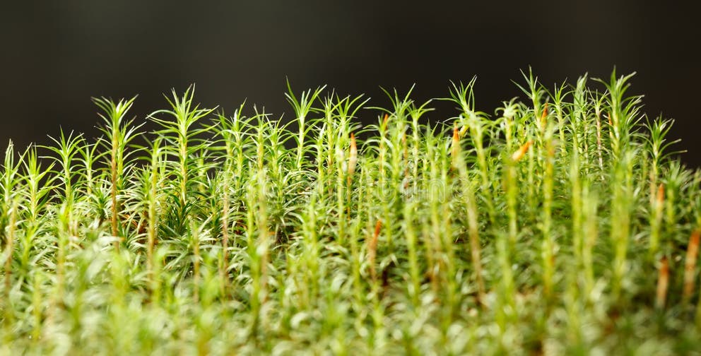 Growing moss stock image. Image of plant, angle, macro - 95435995