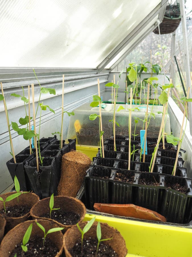 Growing Multiple Vegetable Seedlings Indoors Stock Image - Image of ...