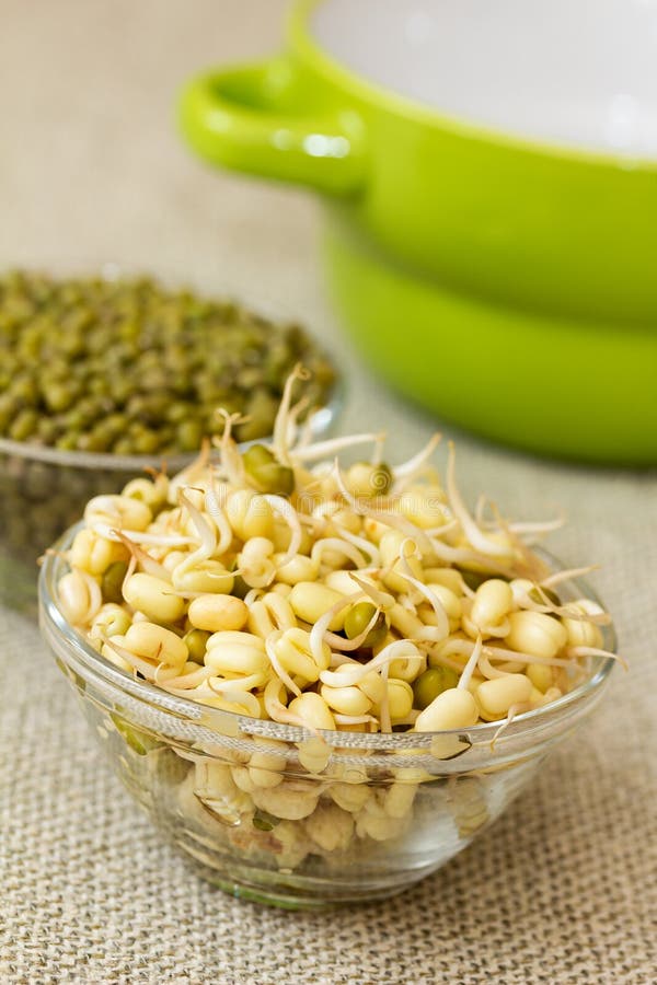 Growing Mung Bean Sprouts. Vertical Shot. Stock Image - Image of ...