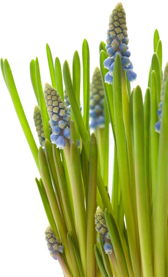 Muscari (grape hyacynth) stock image. Image of flower - 13009917