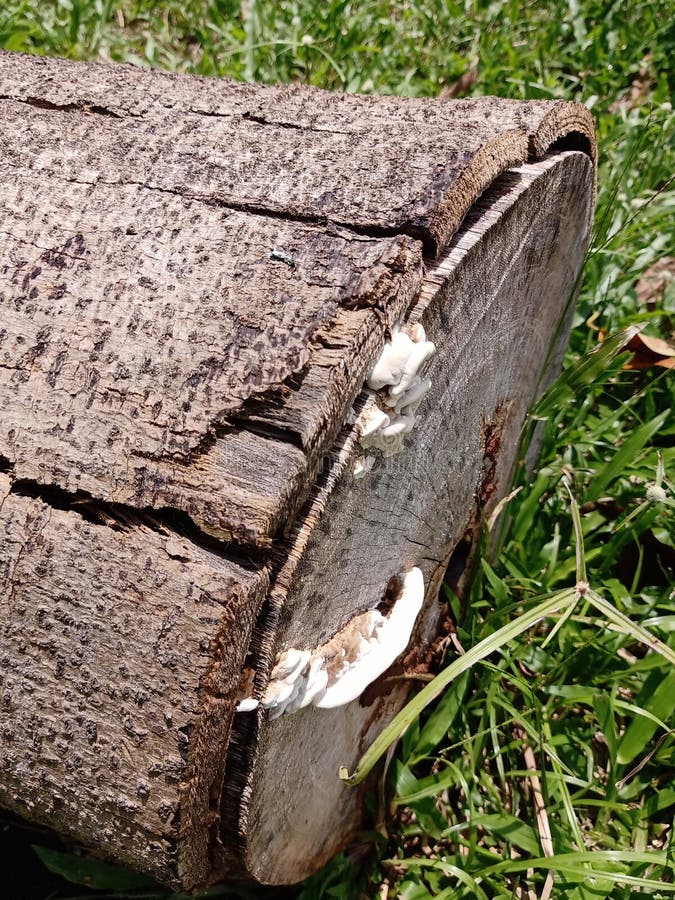 Growing Mushrooms in Tree Trunks Stock Image - Image of grass, growing ...