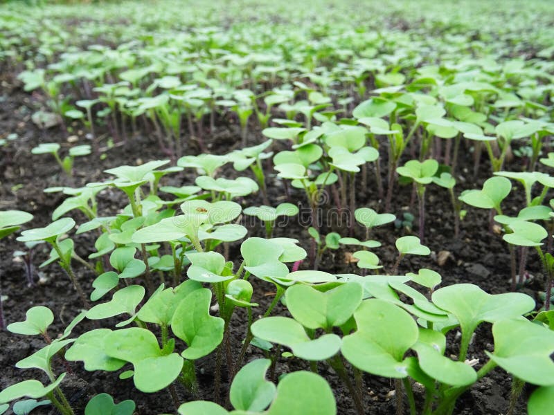 Growing Mustard in Natural Conditions, Young Mustard Plants Stock Photo ...