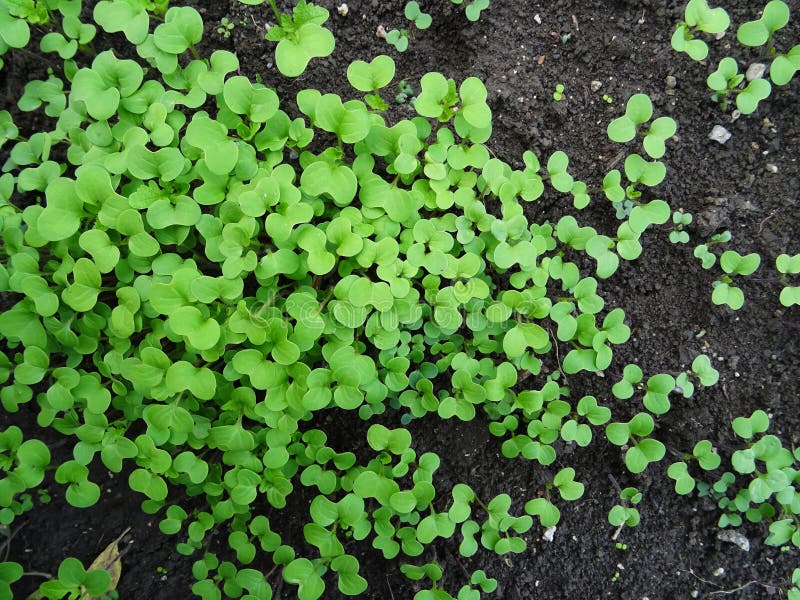 Growing Mustard in Natural Conditions, Young Mustard Plants Stock Photo ...