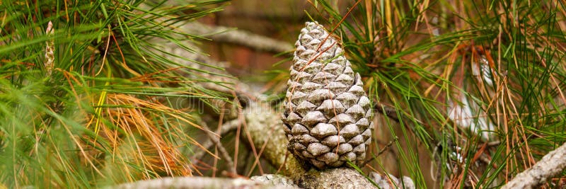 Growing Natural Pine Cone on a Large Branch of an Old Tree in a ...