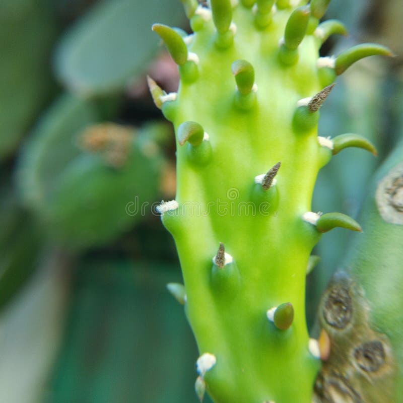 Cactus Growing New Life and Thorn Stock Photo - Image of green, desert ...
