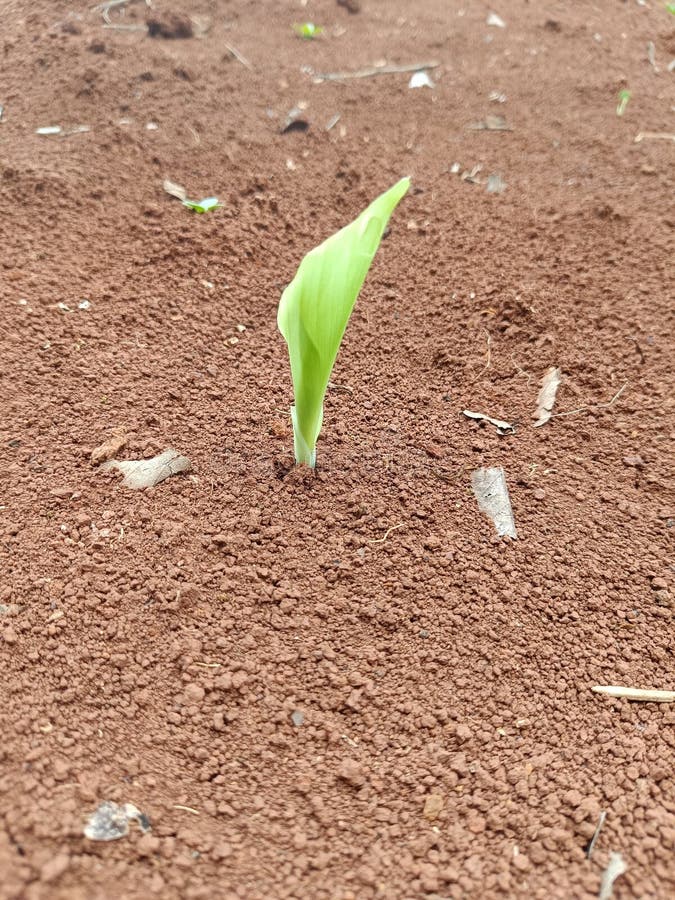 Growing New Shoots To Replace the Old Ones Stock Image - Image of ...