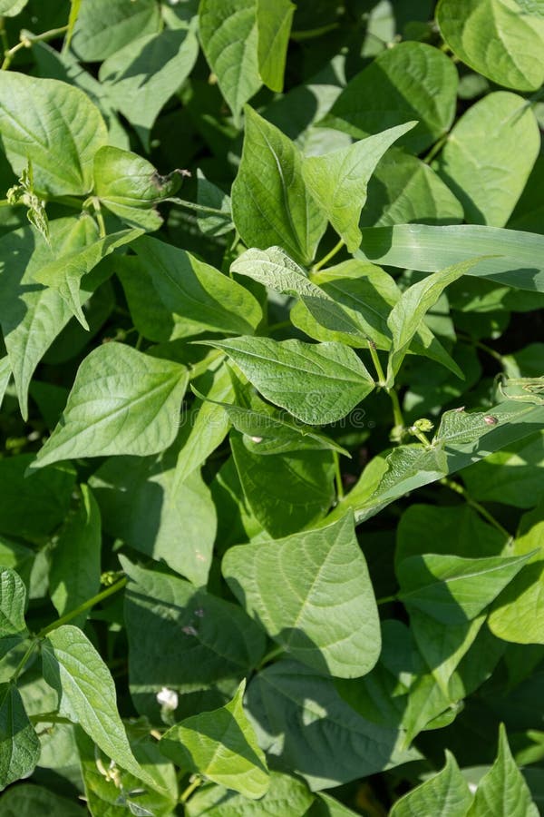 Growing New Vegetables in the Garden Stock Image - Image of food ...