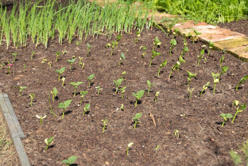 Growing New Vegetables in the Garden Stock Photo - Image of growing ...