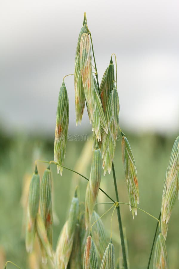 Growing oats in a field stock photo. Image of head, farm - 56697866