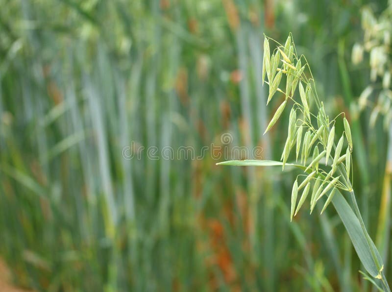 Growing Oats in a Field with Room for Text Stock Photo - Image of ...