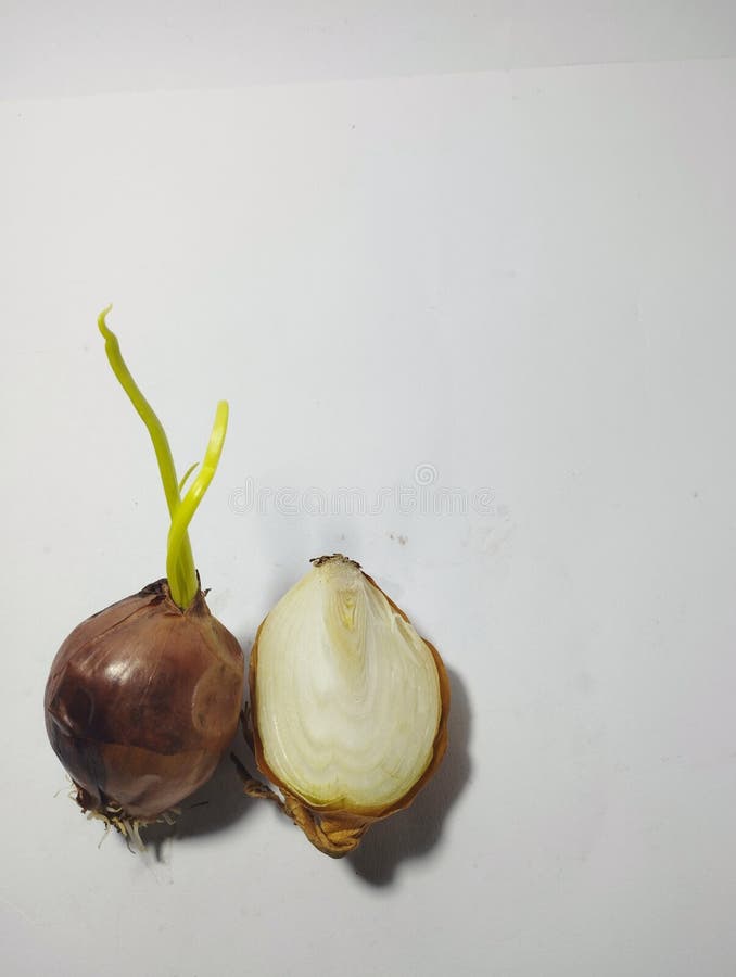 Growing Onion Bulb on White Background Stock Photo - Image of natural ...