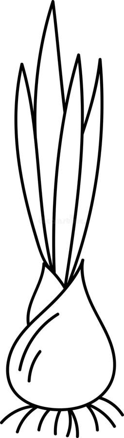 Growing Onion Outline stock vector. Illustration of healthy - 303268081