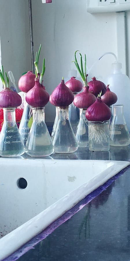 Growing Onion Root in a Laboratory for Chromosomal Analysis Oc Stock ...