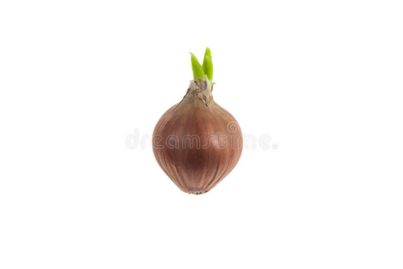 Growing onion stock image. Image of healthy, white, stalk - 65228391