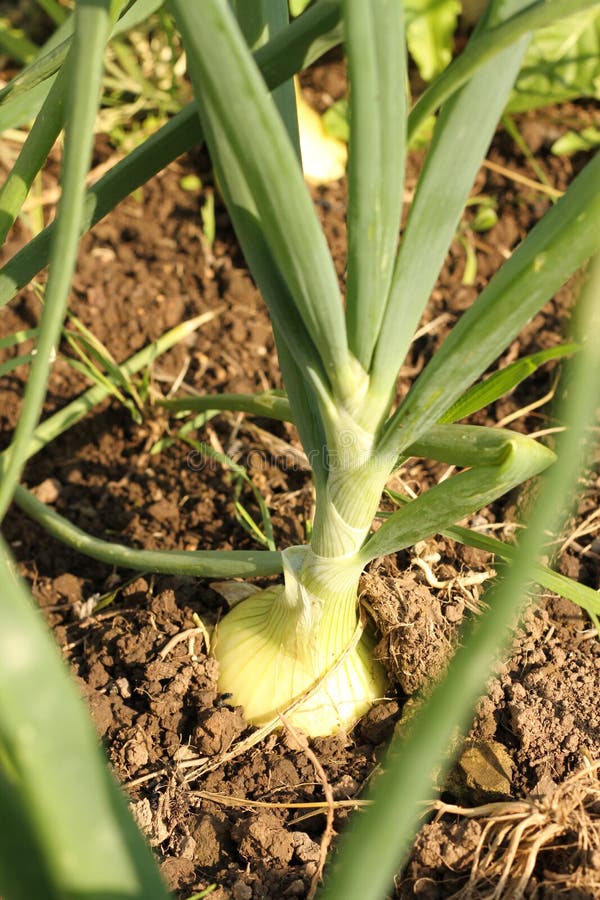 Growing onions stock image. Image of strong, vegetable - 24719373
