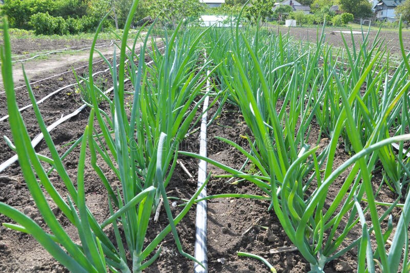 Growing Onions Using Drip Irrigation Stock Image - Image of irrigation ...