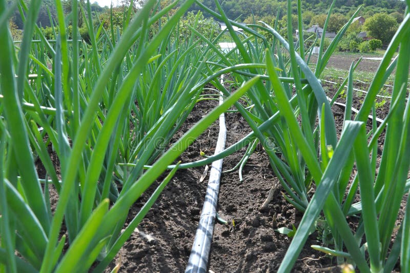 Growing Onions Using Drip Irrigation Stock Photo - Image of gardening ...
