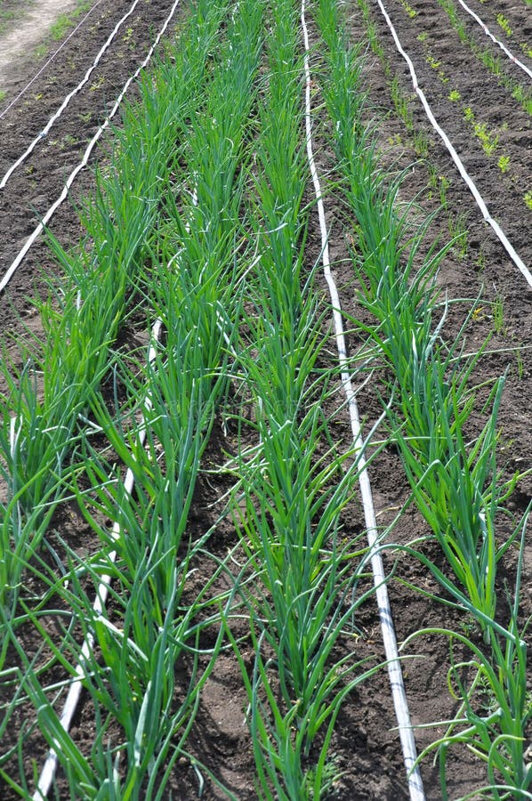 Growing Onions Using Drip Irrigation Stock Photo - Image of natural ...