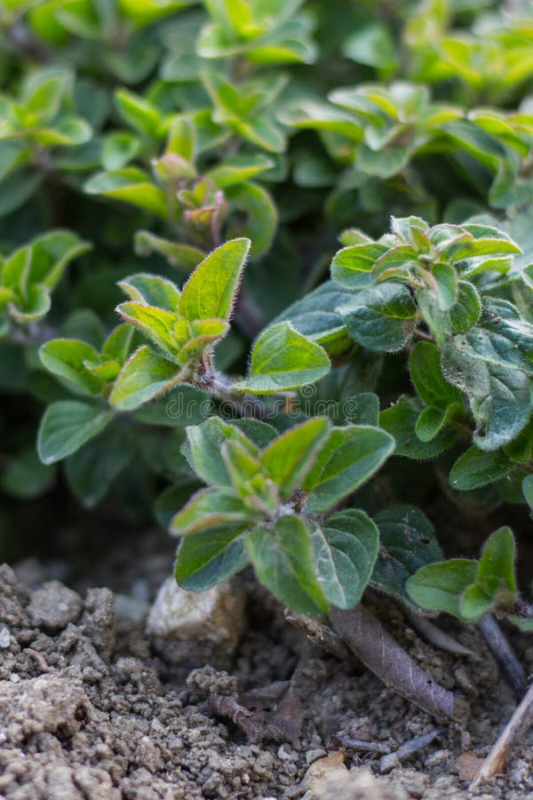 Growing Oregano Plant. Organic Cultivation Stock Photo - Image of ...