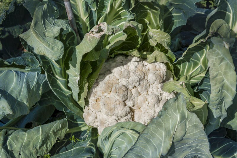 Organic Cauliflower at the Farm Stock Photo - Image of food, natural ...