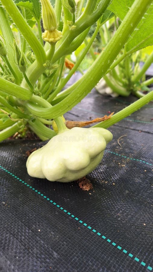 Growing Organic Patty Pan Squash in a Garden Setting Stock Photo ...
