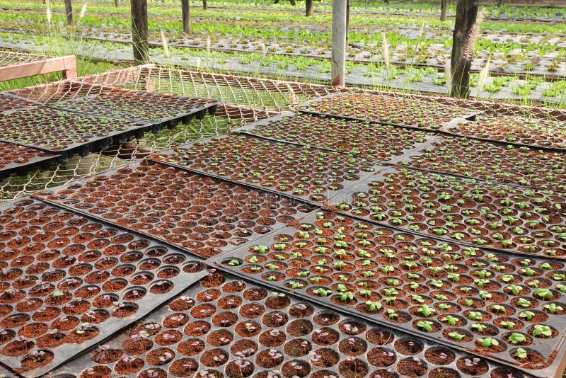 Growing Organic Vegetable Farms Stock Image - Image of healthy, fresh ...