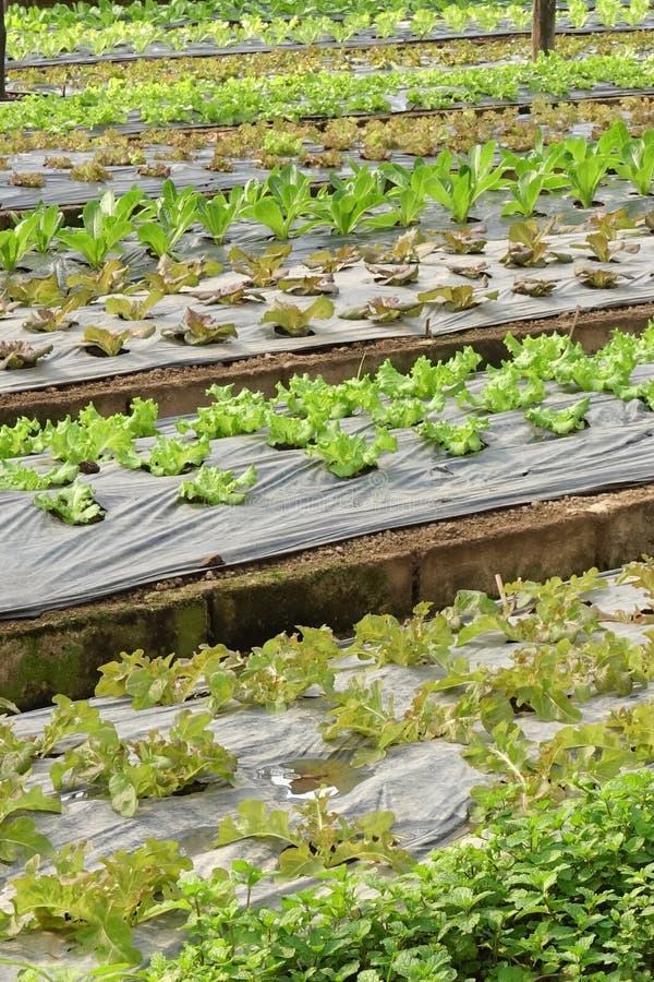 Growing Organic Vegetable Farms Stock Image - Image of leaf, vegetables ...