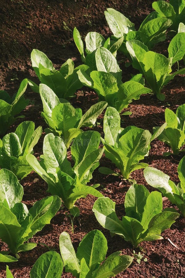 Growing Organic Vegetable Farms Stock Photo - Image of ingredients ...