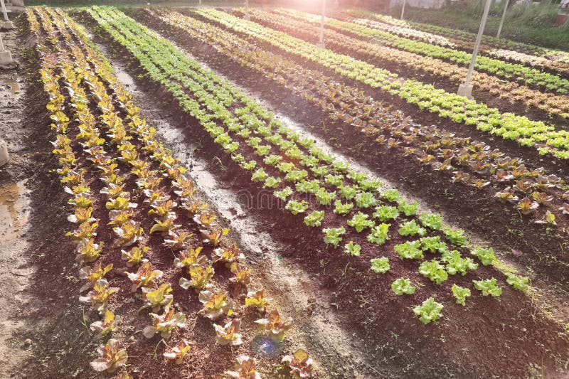 Growing Organic Vegetable Farms Stock Photo - Image of healthy ...