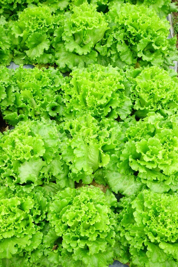 Growing Organic Vegetable Farms Stock Photo - Image of fresh, farms ...