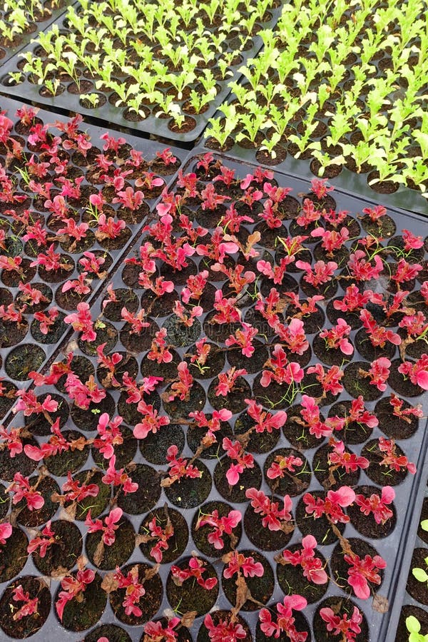 Growing Organic Vegetable Farms Stock Image - Image of shrub, growing ...