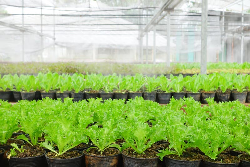 Growing Organic Vegetable Farms Stock Image - Image of produce ...