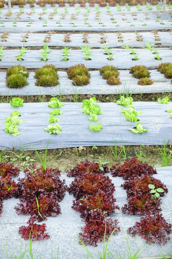 Growing Organic Vegetable Farms Stock Photo - Image of vegetables, leaf ...