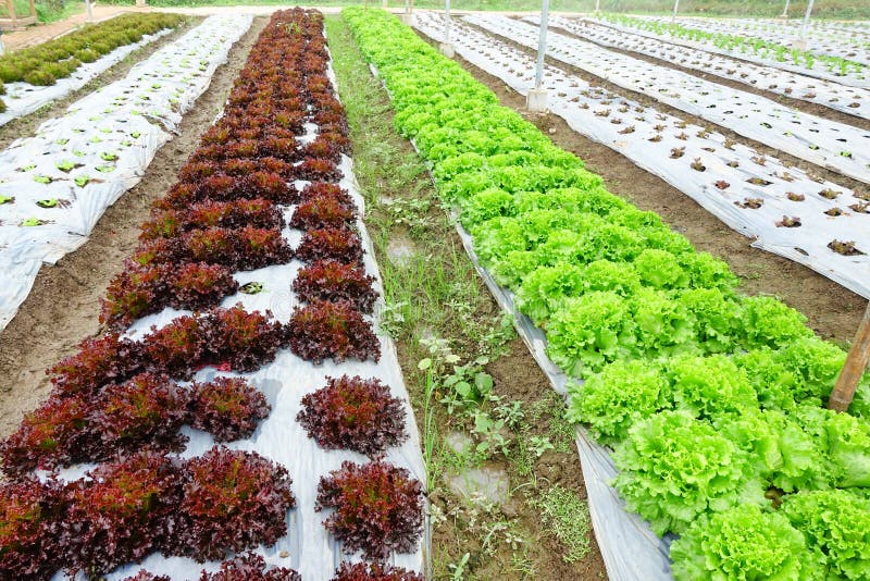 Growing Organic Vegetable Farms Stock Photo - Image of growing ...