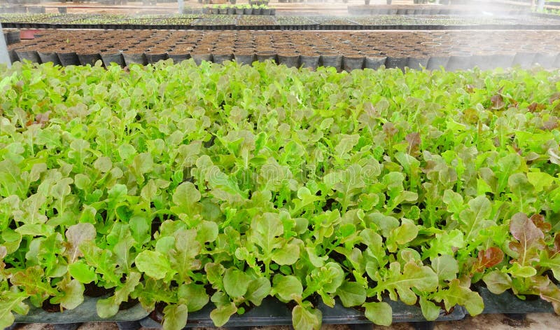 Growing Organic Vegetable Farms Stock Image - Image of herb, produce ...